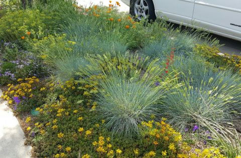 Xeric Parkway Strip Gardens